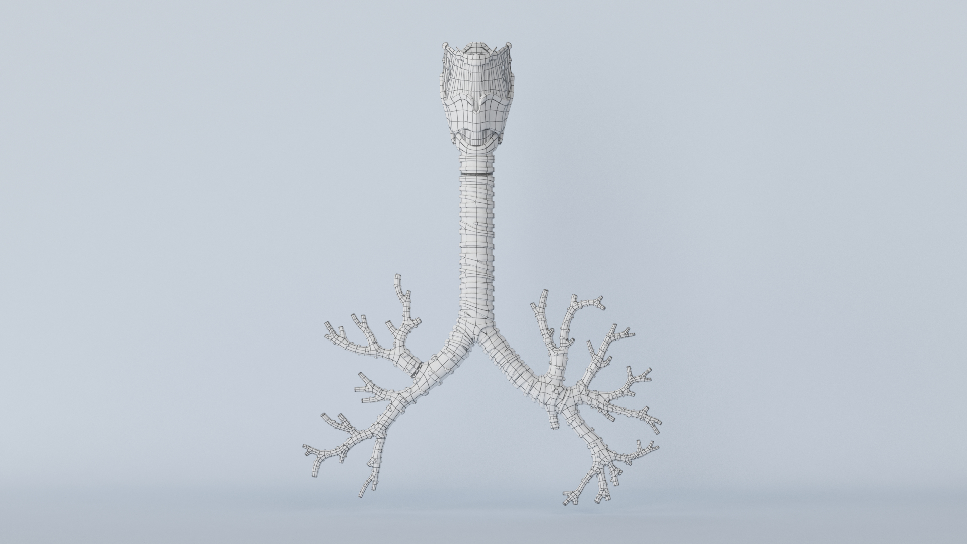 3D Model Trachea - TurboSquid 1561135