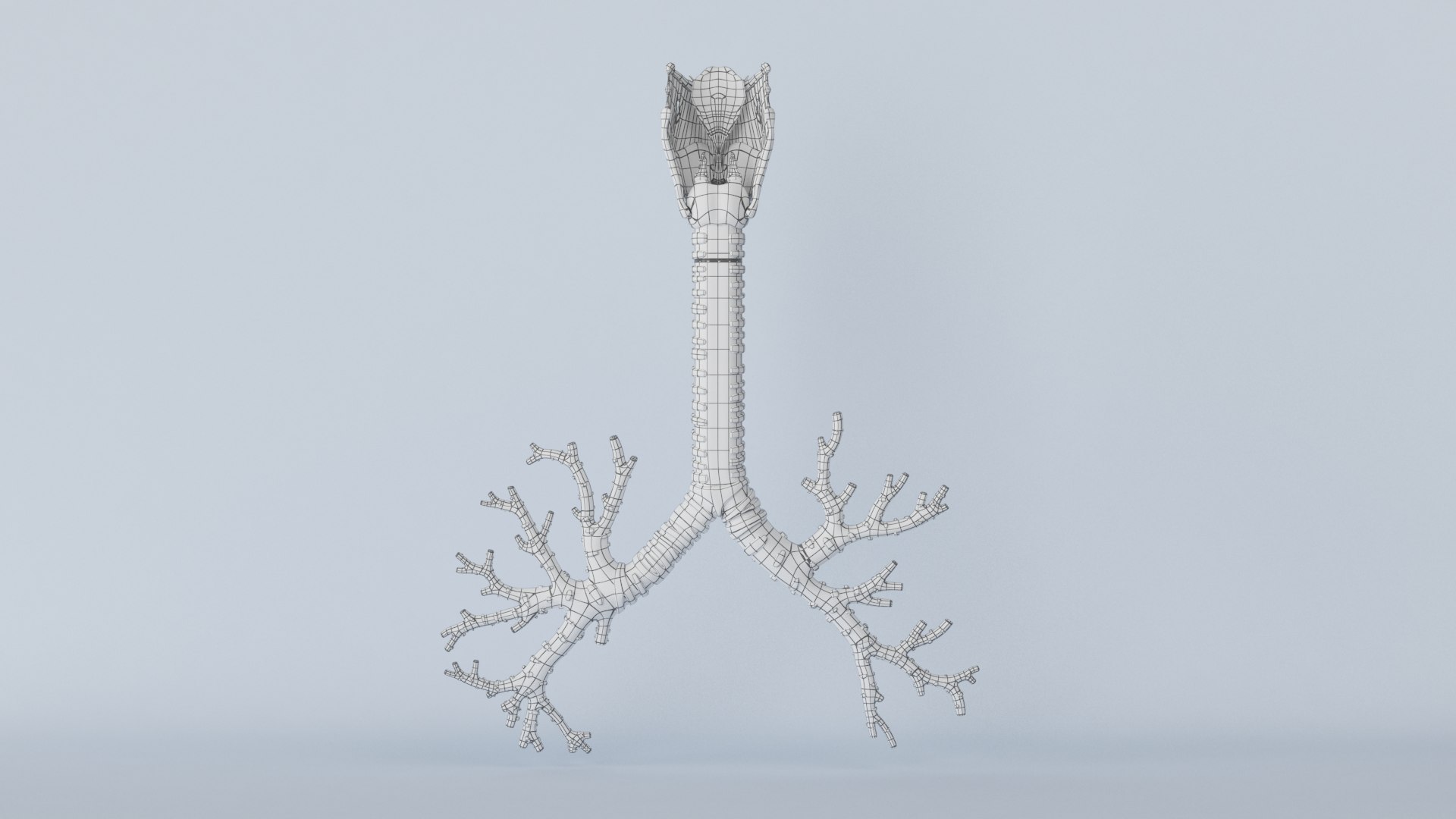 3D Model Trachea - TurboSquid 1561135