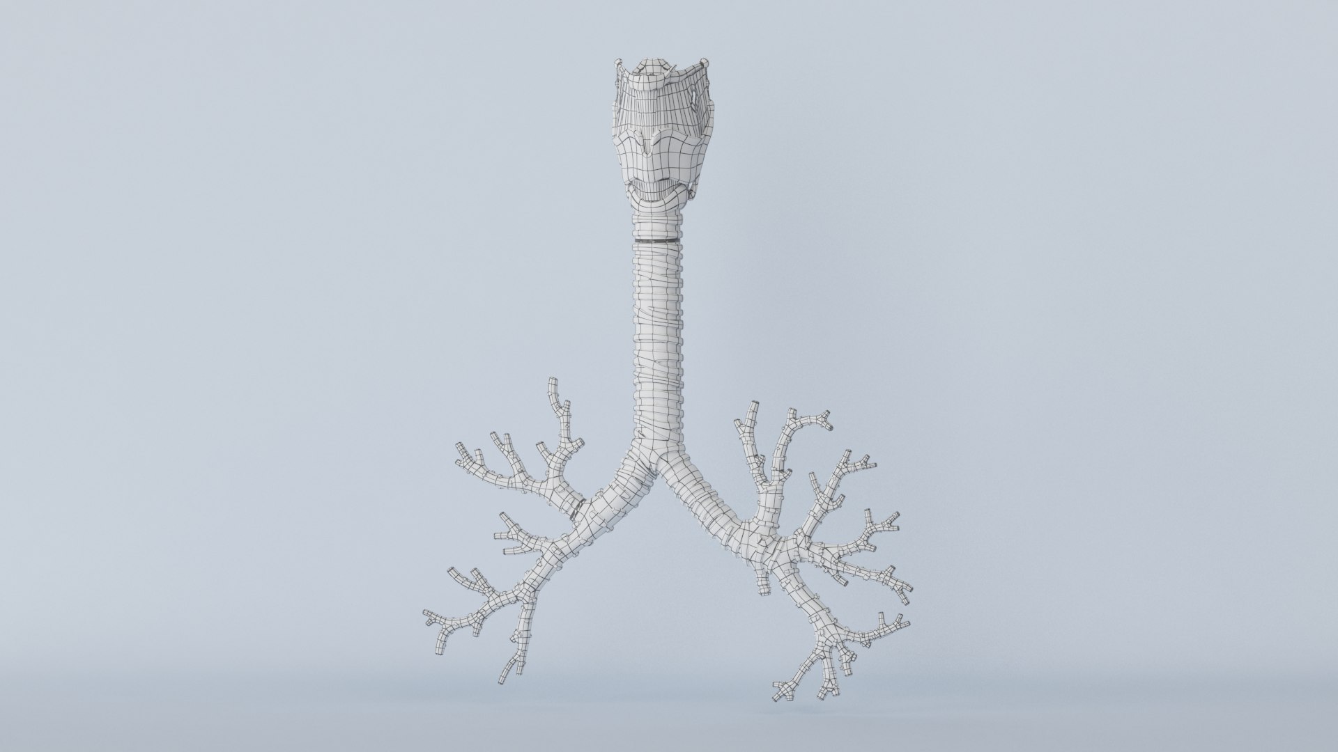 3D Model Trachea - TurboSquid 1561135