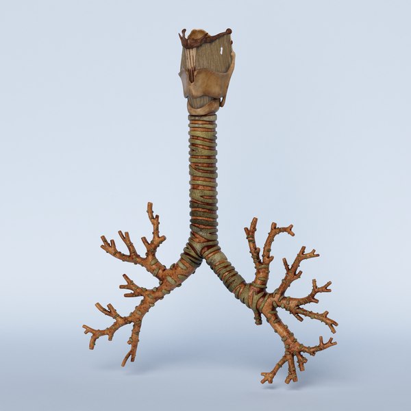 3D model trachea - TurboSquid 1561135