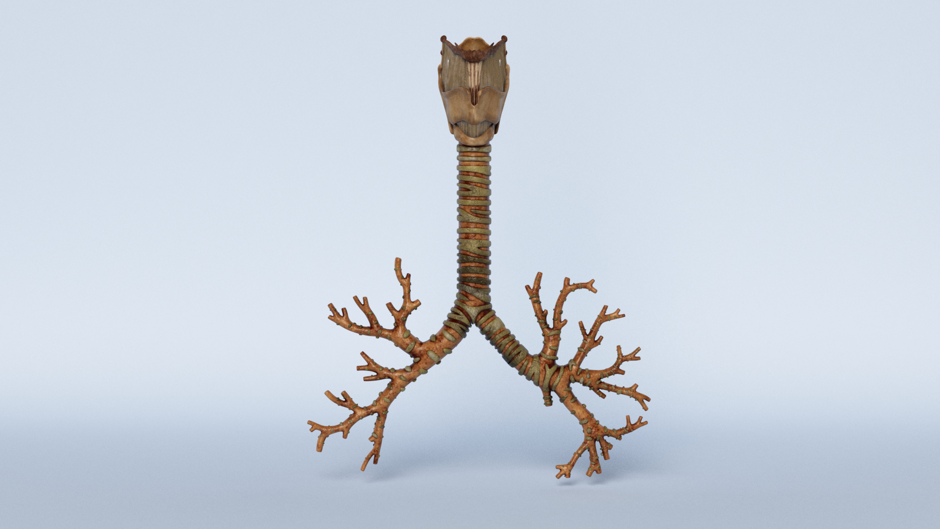 3D Model Trachea - TurboSquid 1561135