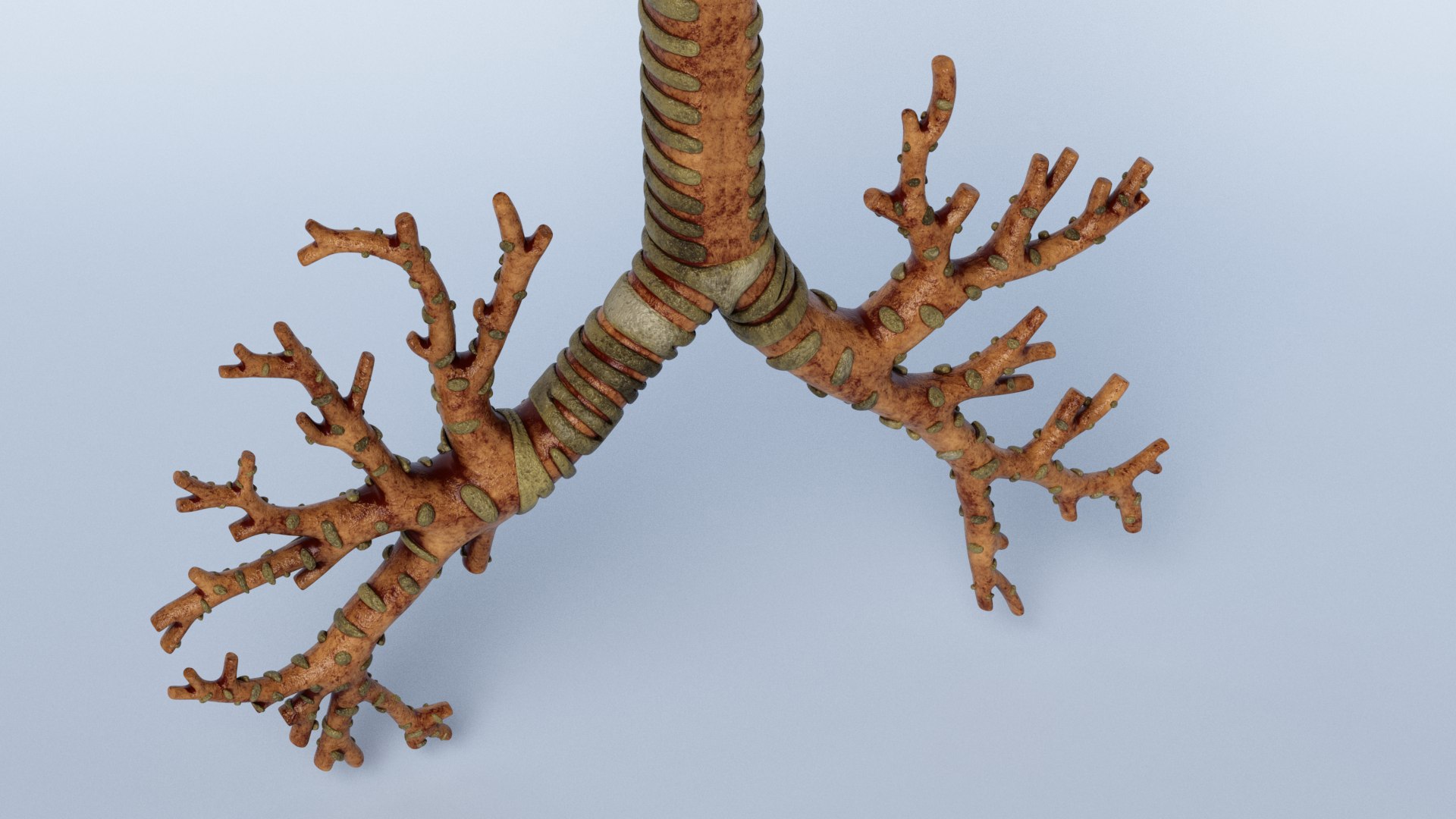 3D Model Trachea - TurboSquid 1561135