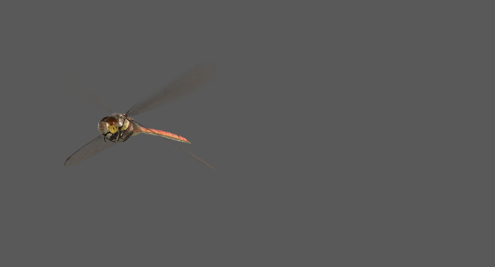 3D Dragonfly Common Darter Animation Flying - TurboSquid 1340479