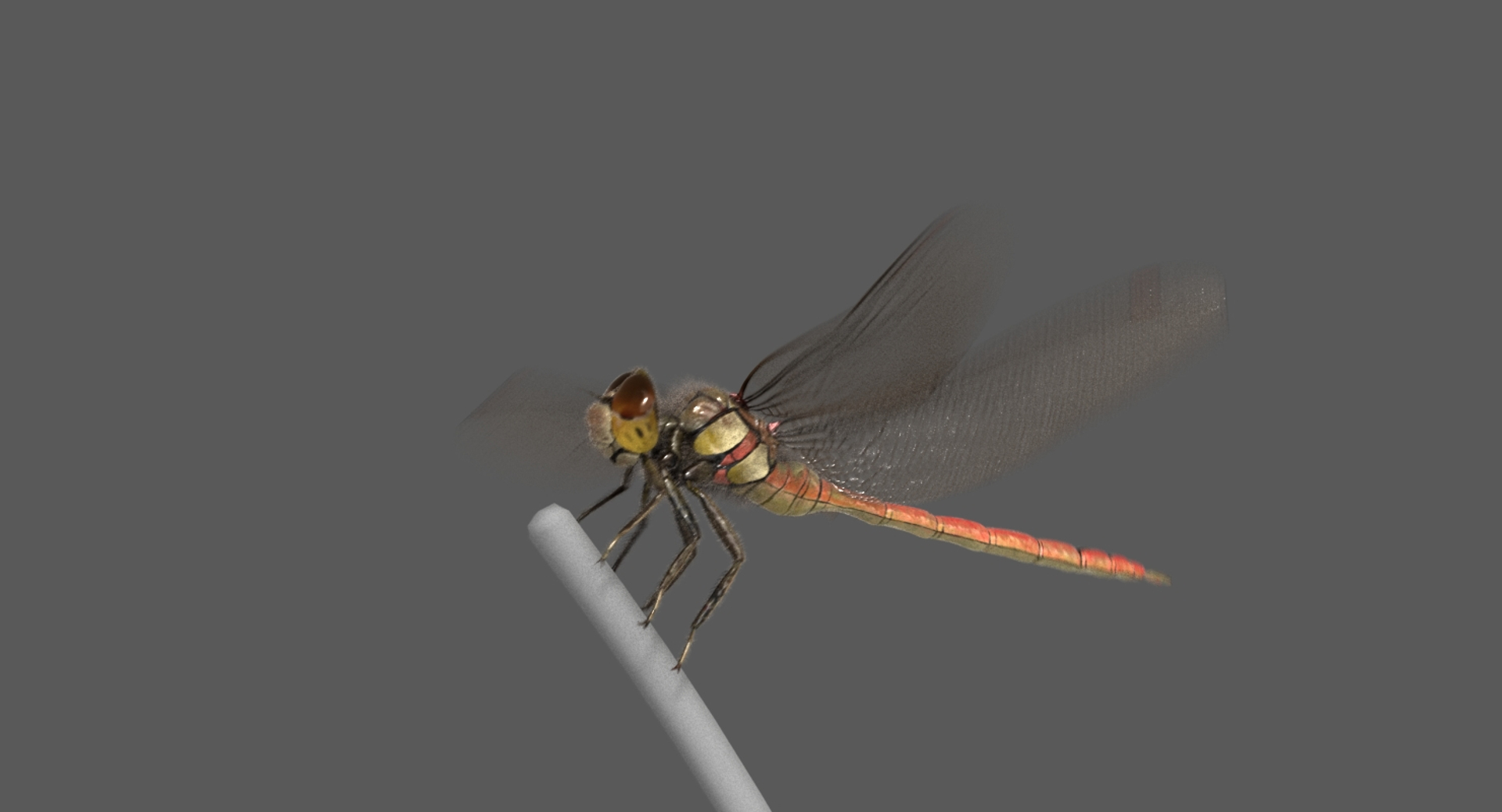 3D Dragonfly Common Darter Animation Flying - TurboSquid 1340479