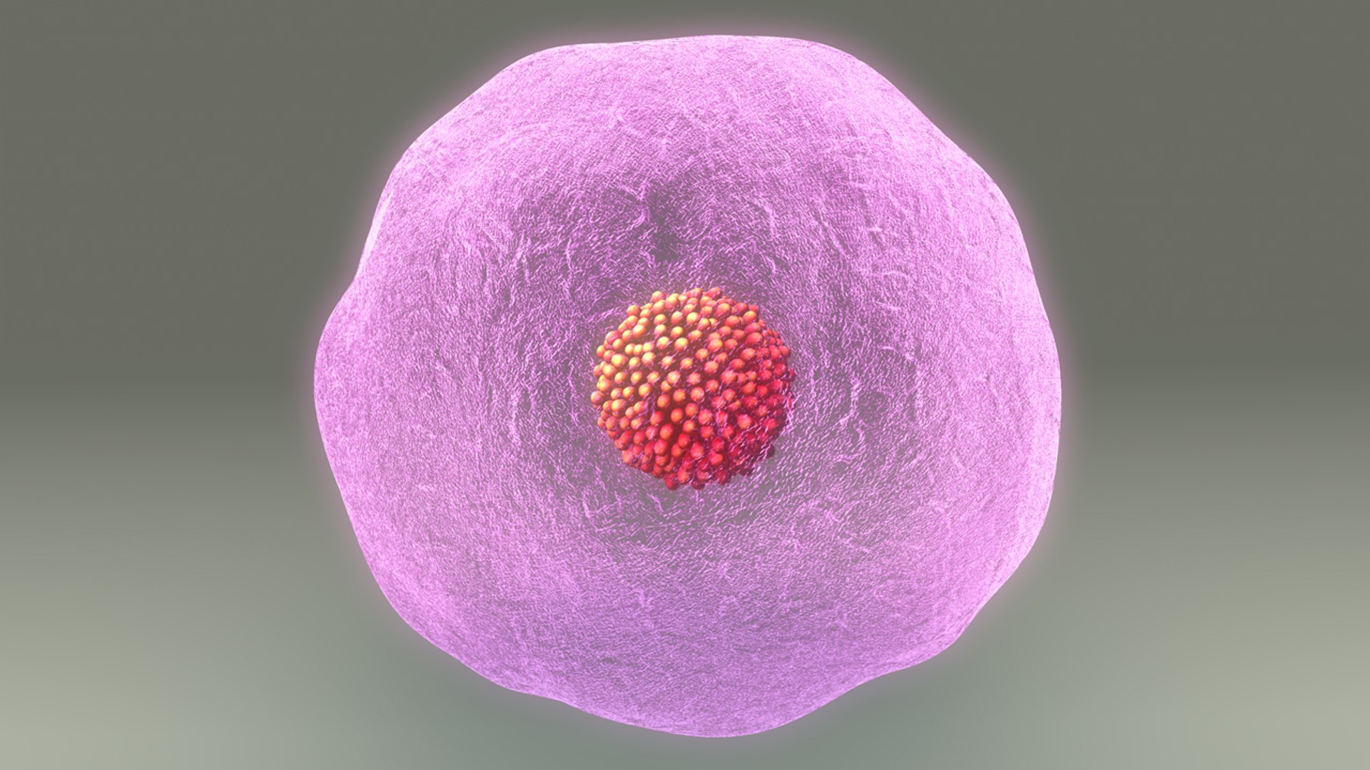 Human Egg 3d Model