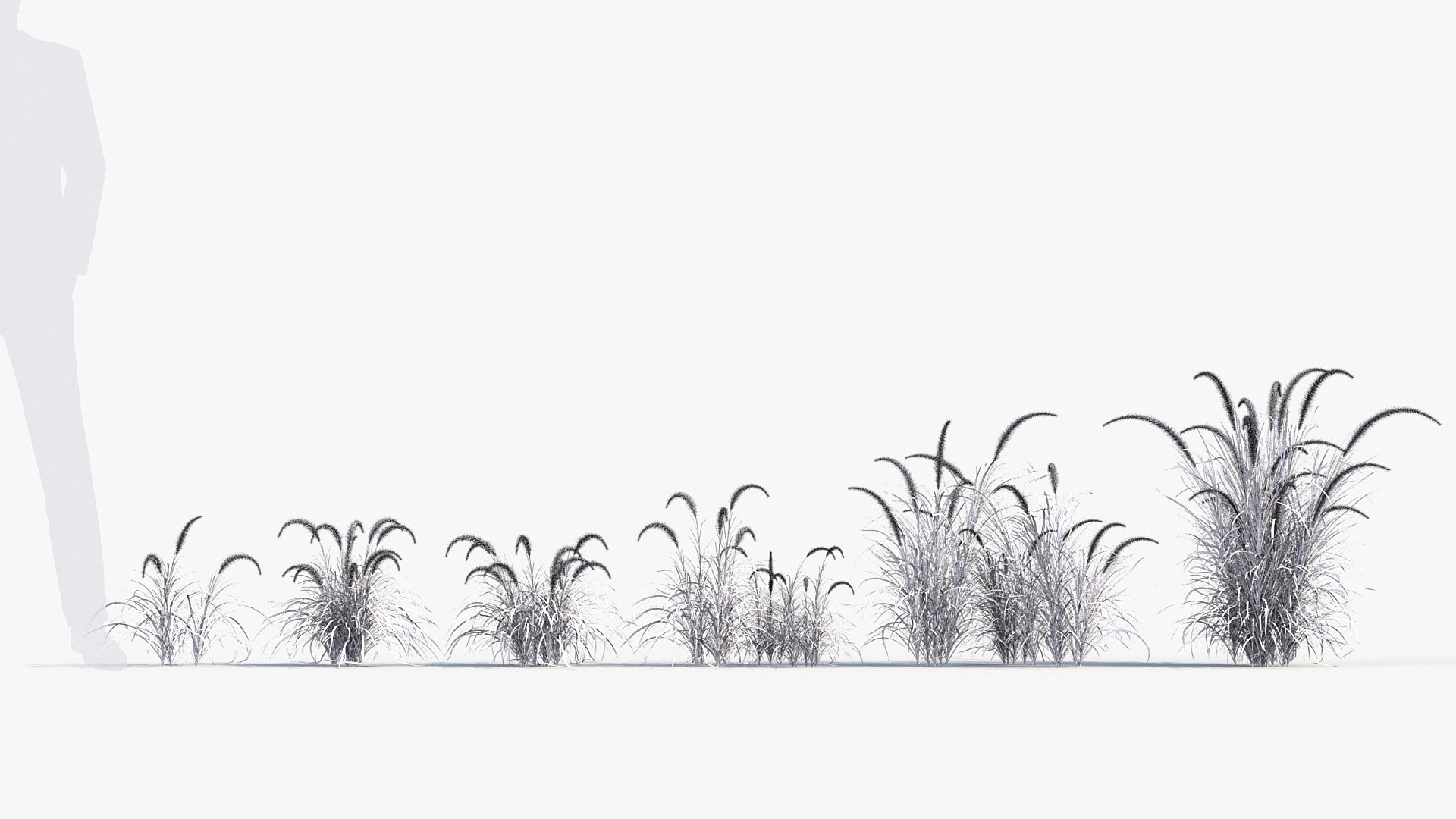 Pennisetum Setaceum Fountain Grass 3D Model 01 3D Model - TurboSquid ...