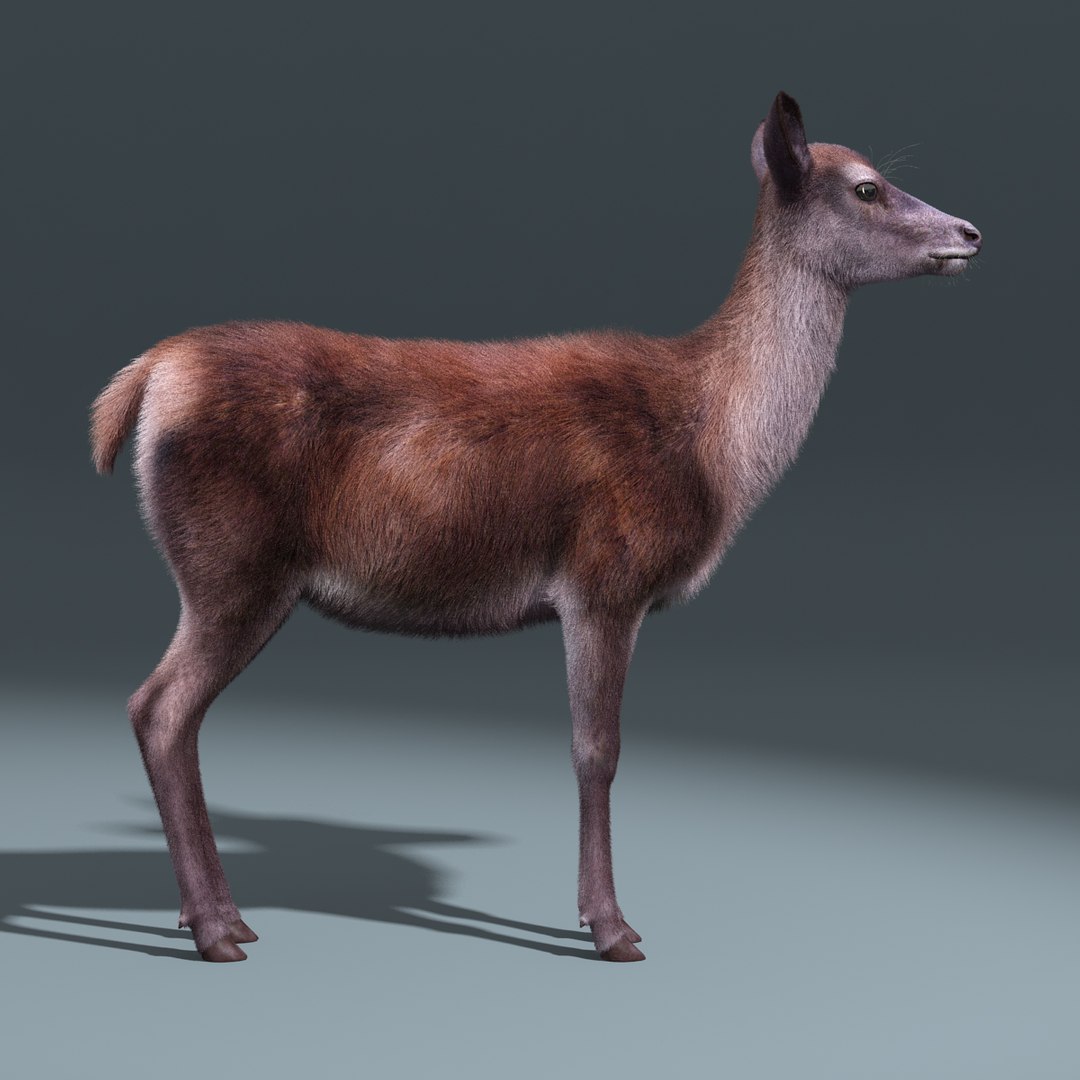 Red Deer Doe Fur 3d Model