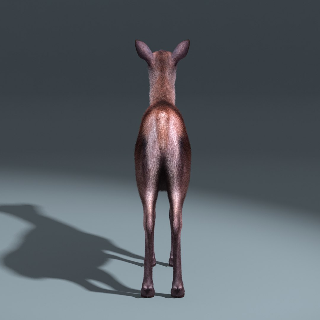 Red Deer Doe Fur 3d Model
