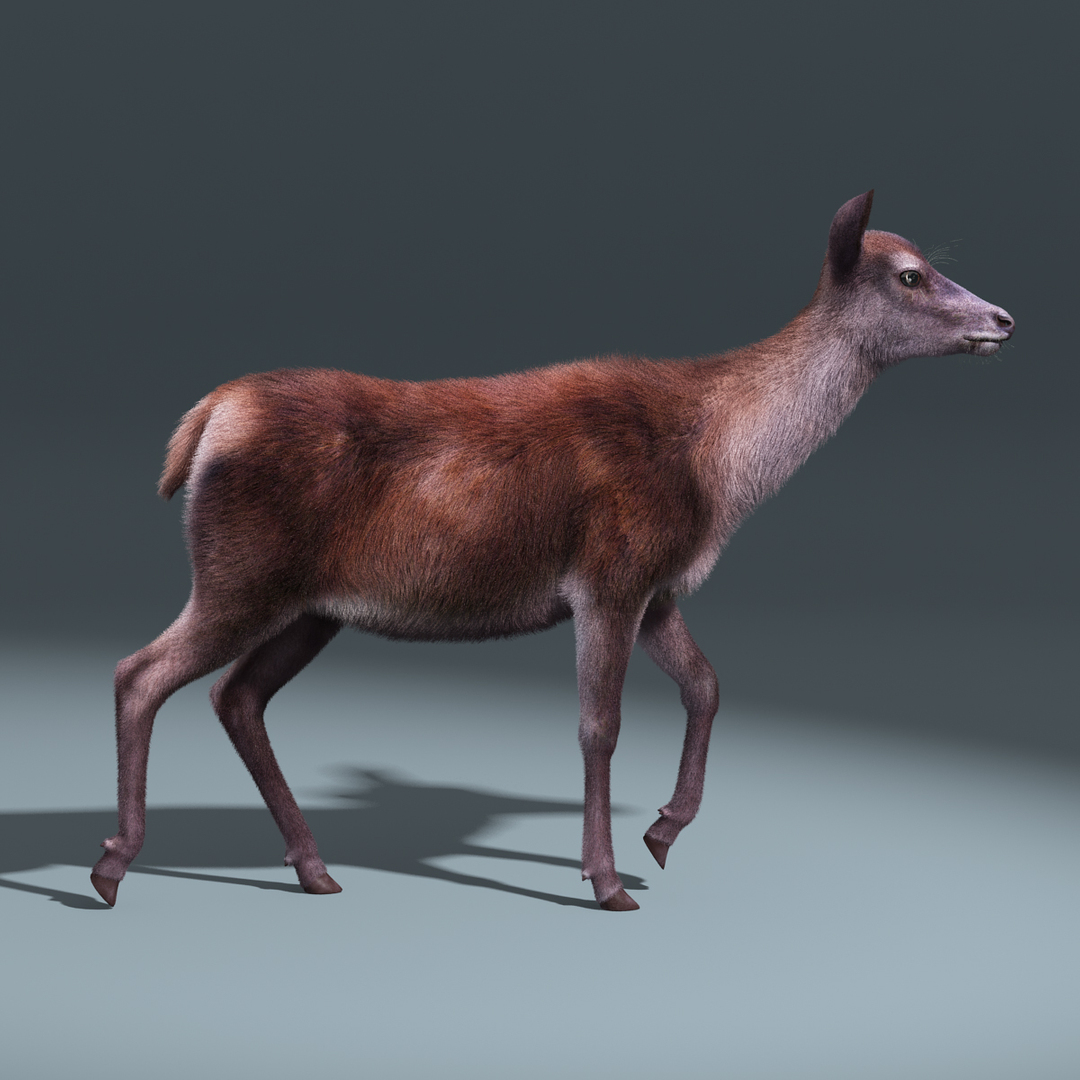 red deer doe fur 3d model