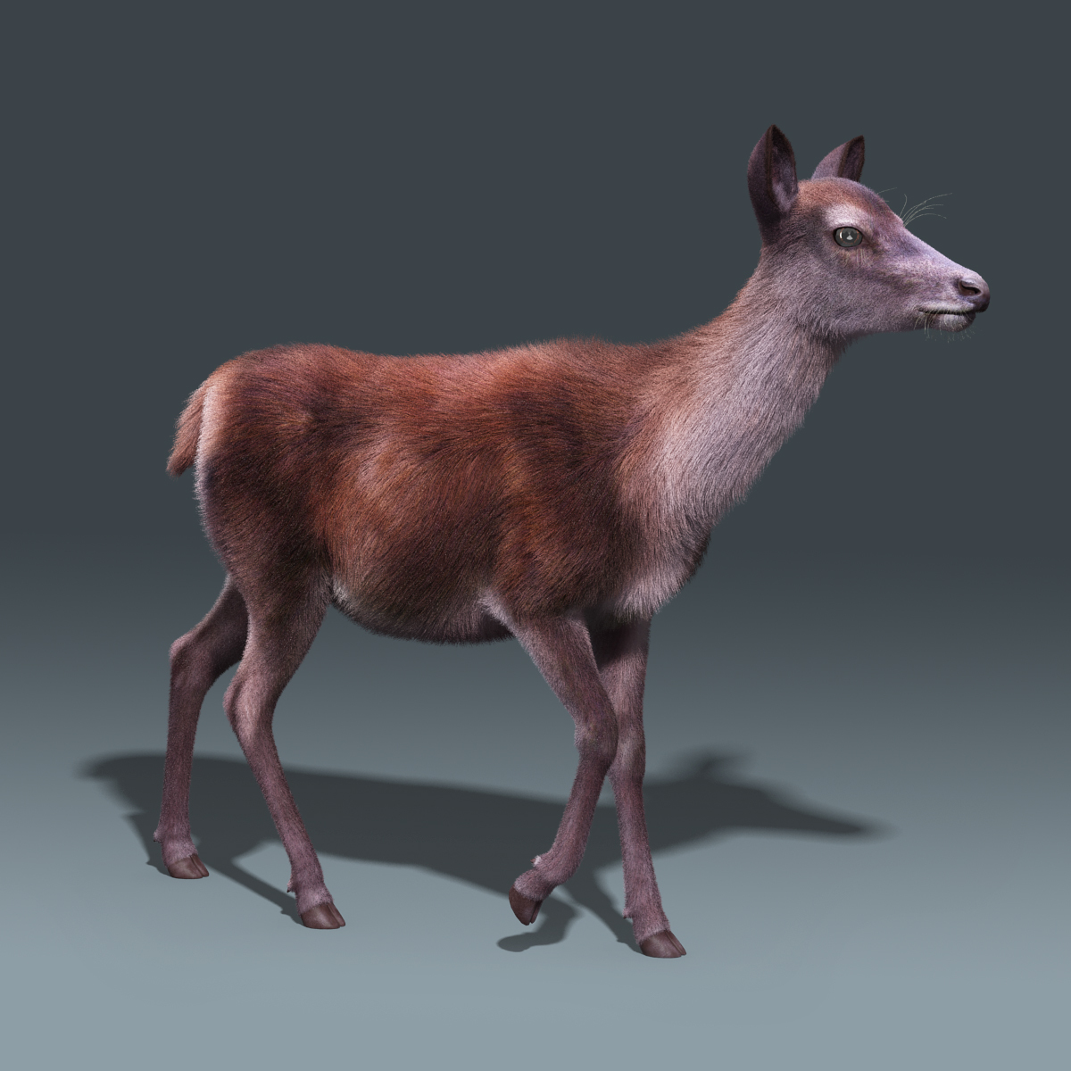 red deer doe fur 3d model