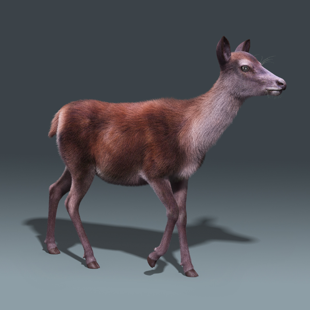 red deer doe fur 3d model