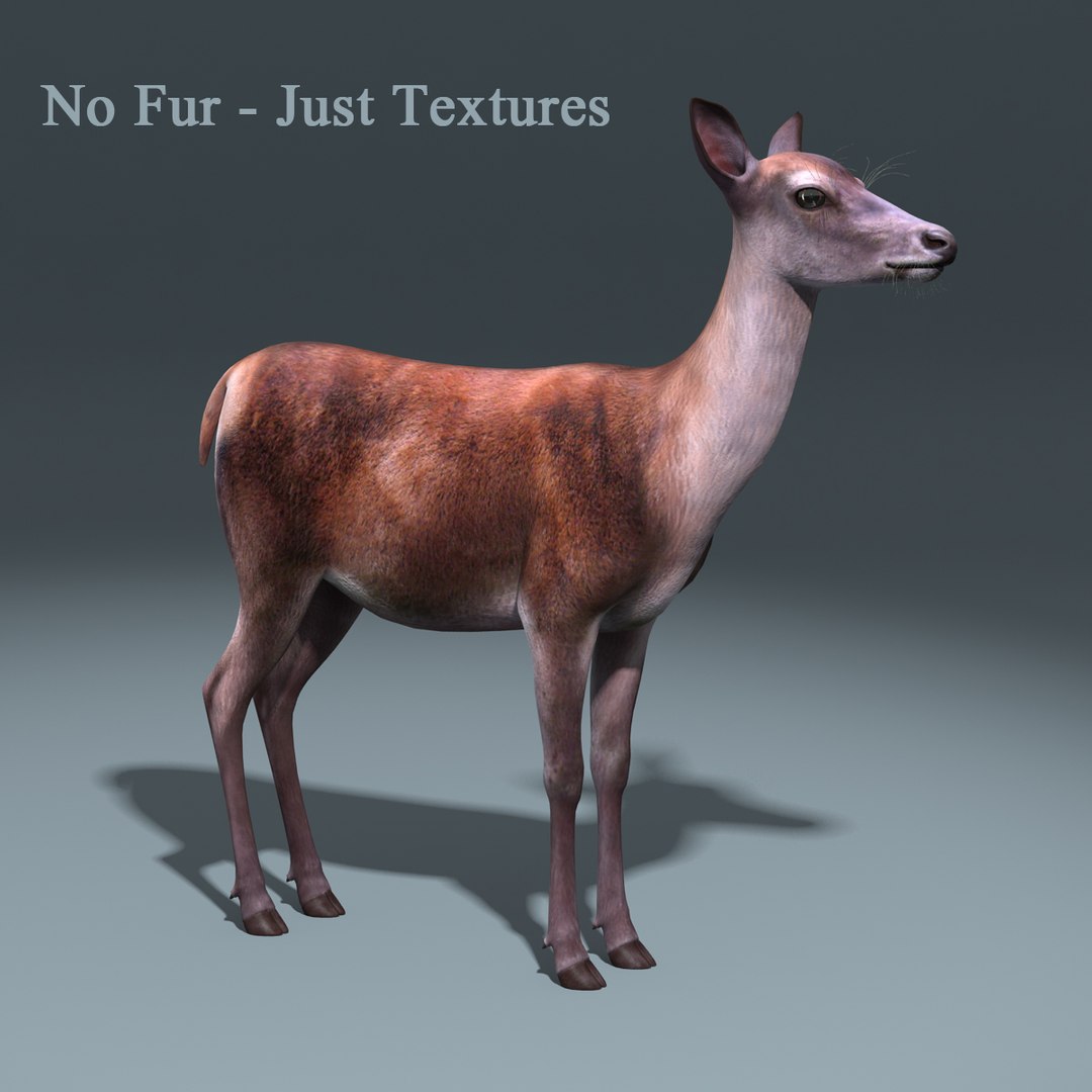 Red Deer Doe Fur 3d Model