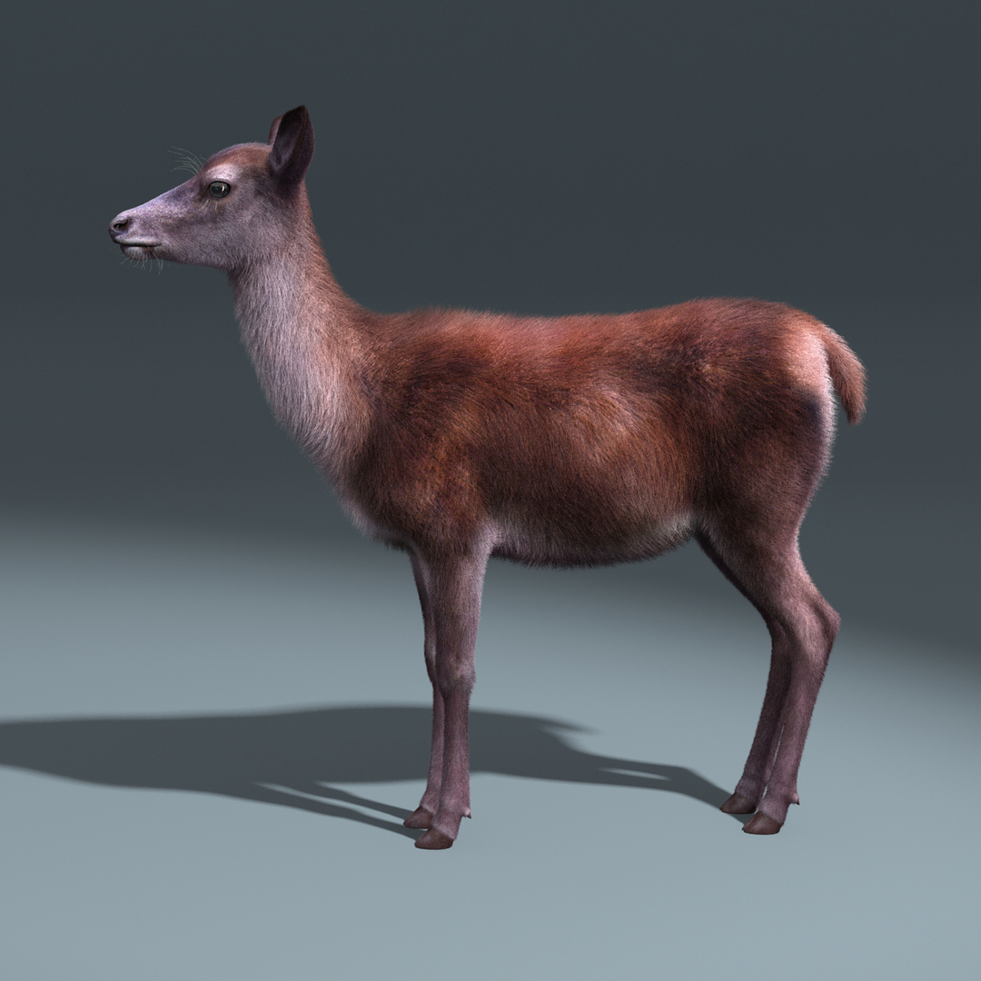 red deer doe fur 3d model