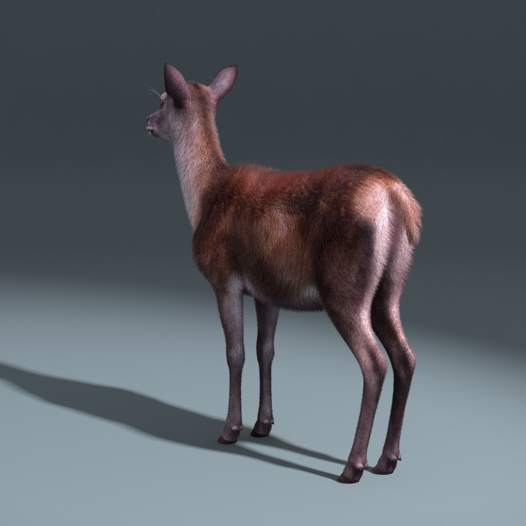 Red Deer Doe Fur 3d Model