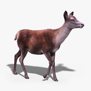 3D Doe Models - Browse & Download Formats - TurboSquid