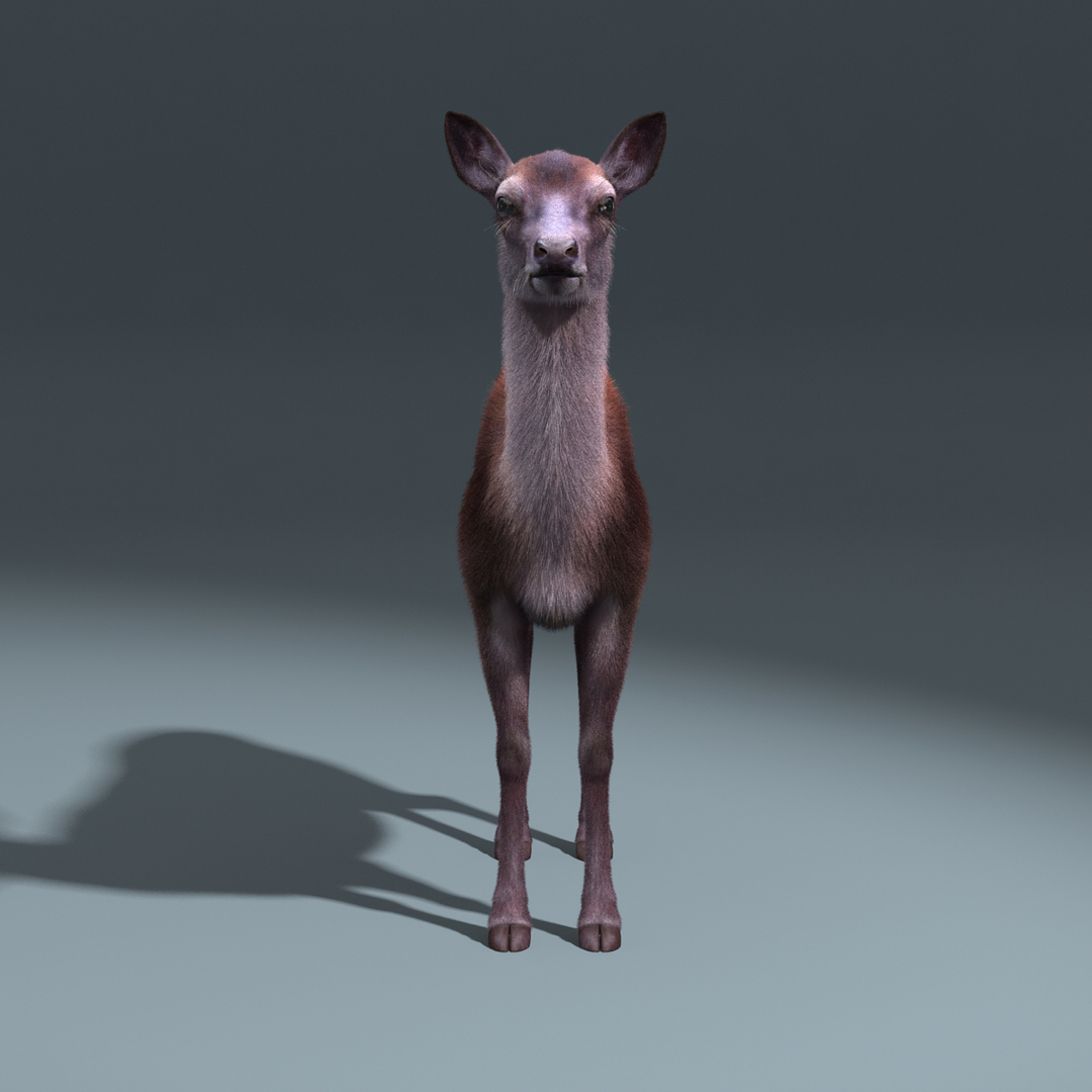 red deer doe fur 3d model