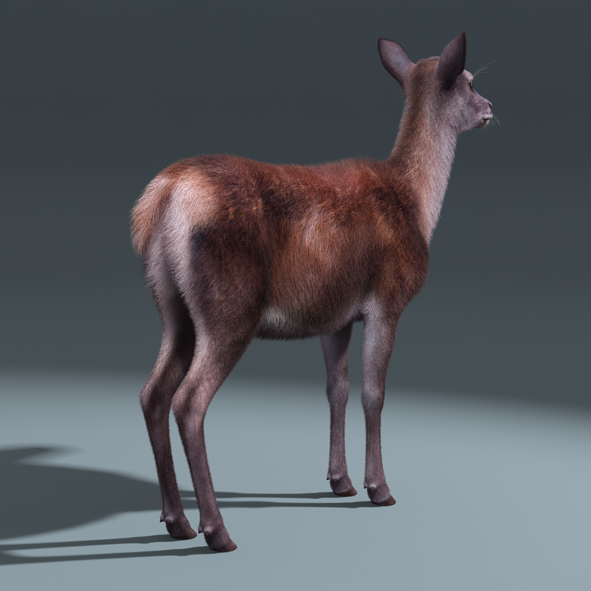 red deer doe fur 3d model
