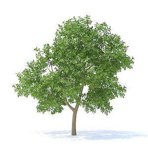 Apple tree 3 8m 3D model - TurboSquid 1252201