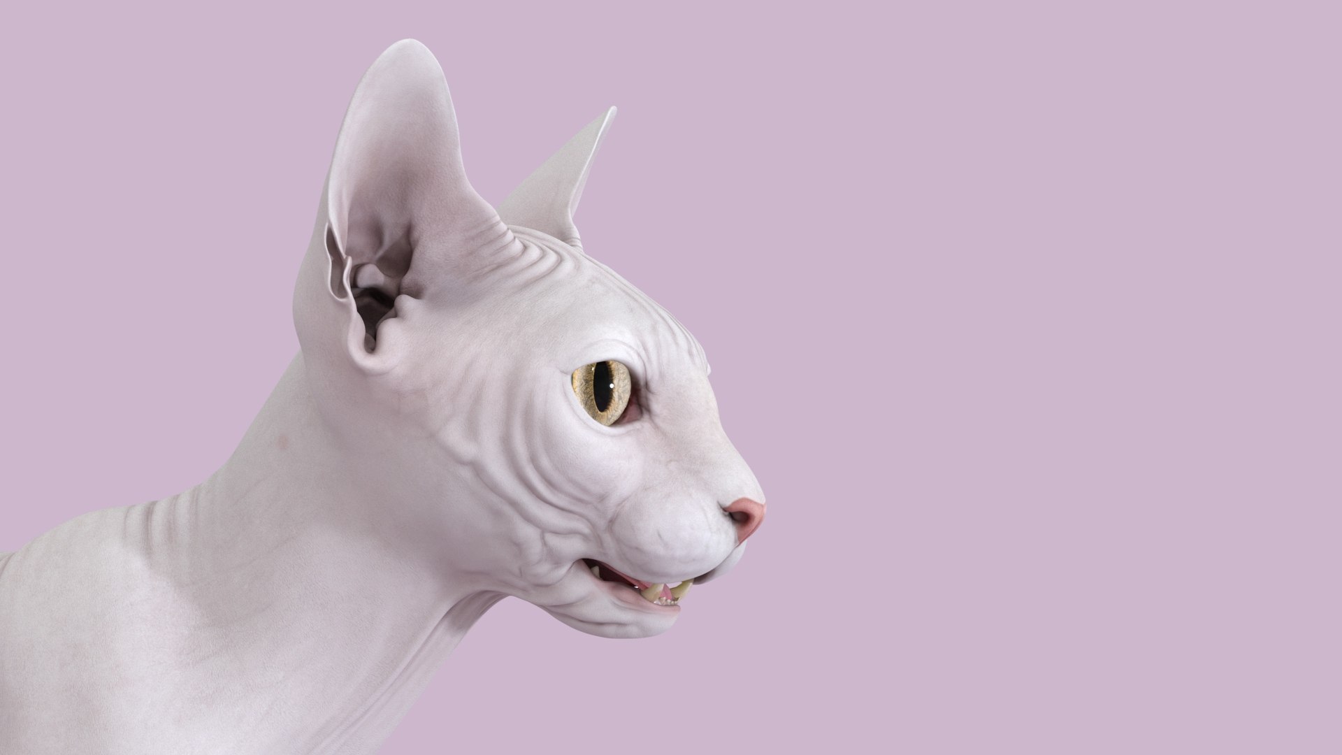 Sphynx Cat White Rigged 3D Model - TurboSquid 1715839