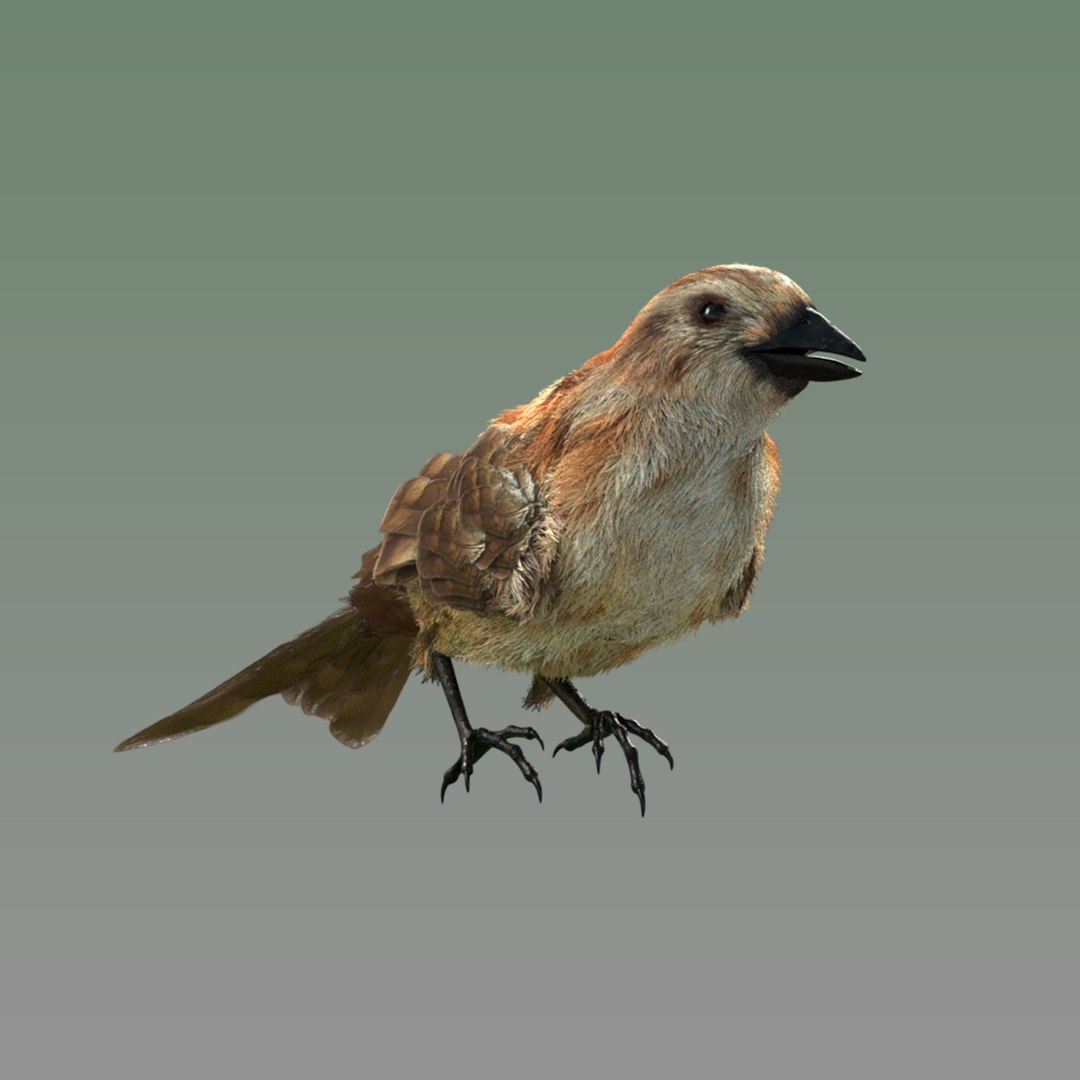 Bird Modeled Model - TurboSquid 1282767
