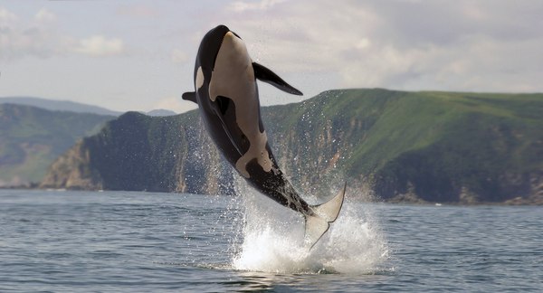 3D fishes 3 rigged - TurboSquid 1514725