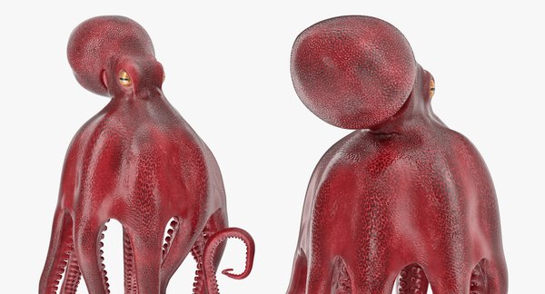 3D fishes 3 rigged - TurboSquid 1514725