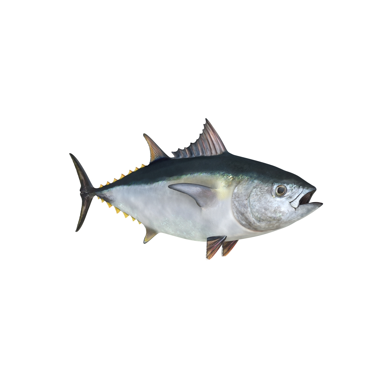 3D fishes 3 rigged - TurboSquid 1514725