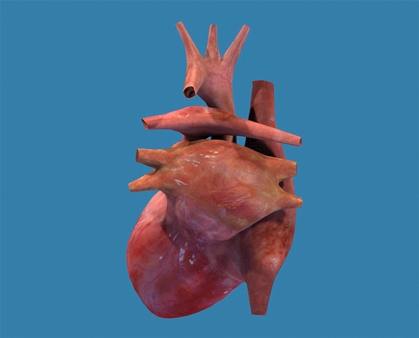 3d Model Human Heart