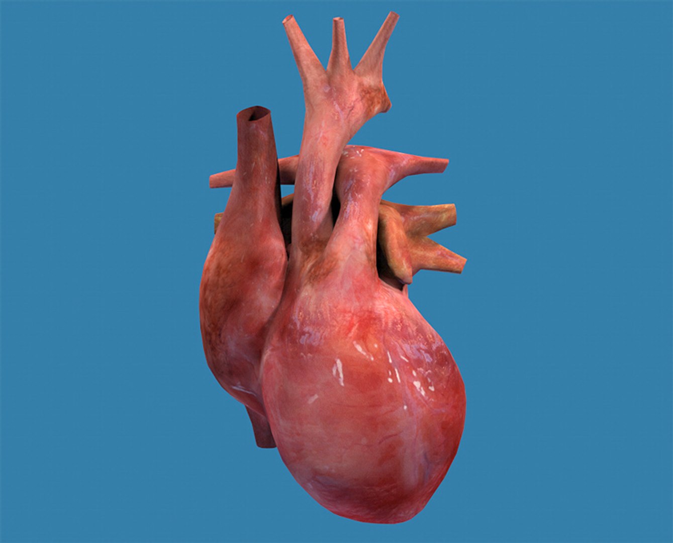 3d Model Human Heart