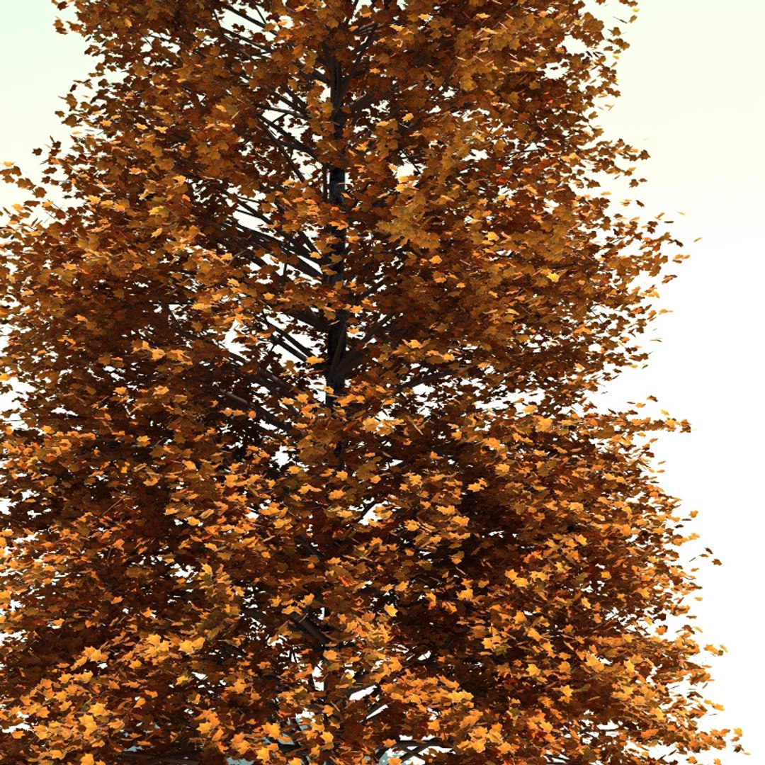arnold columnar tulip tree 3d model