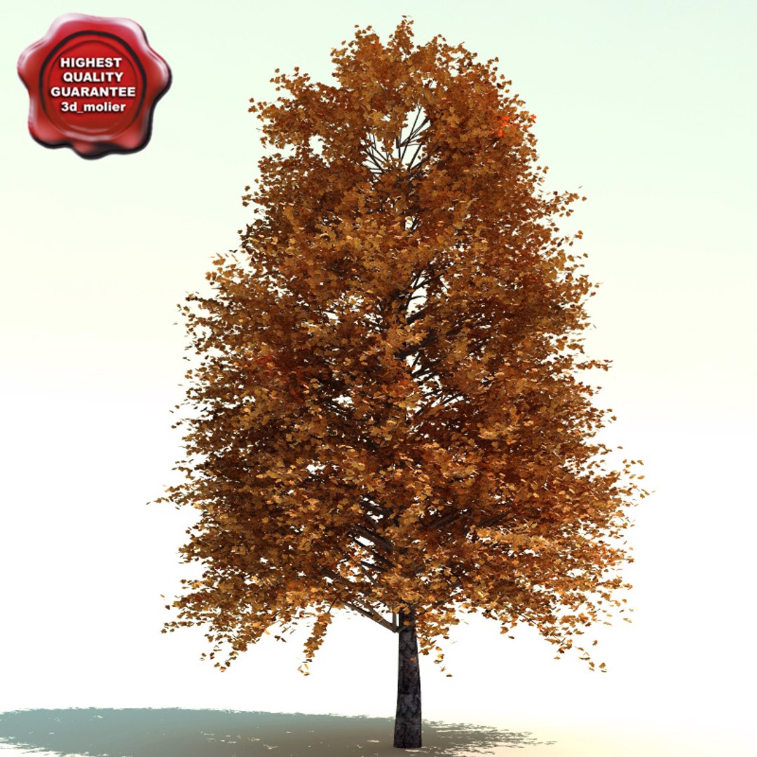 arnold columnar tulip tree 3d model