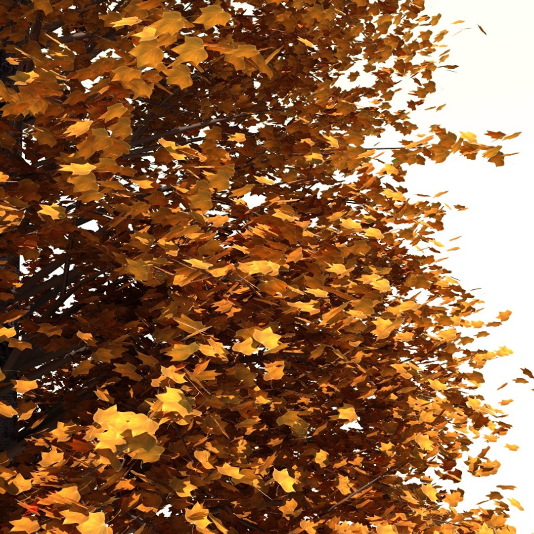 arnold columnar tulip tree 3d model