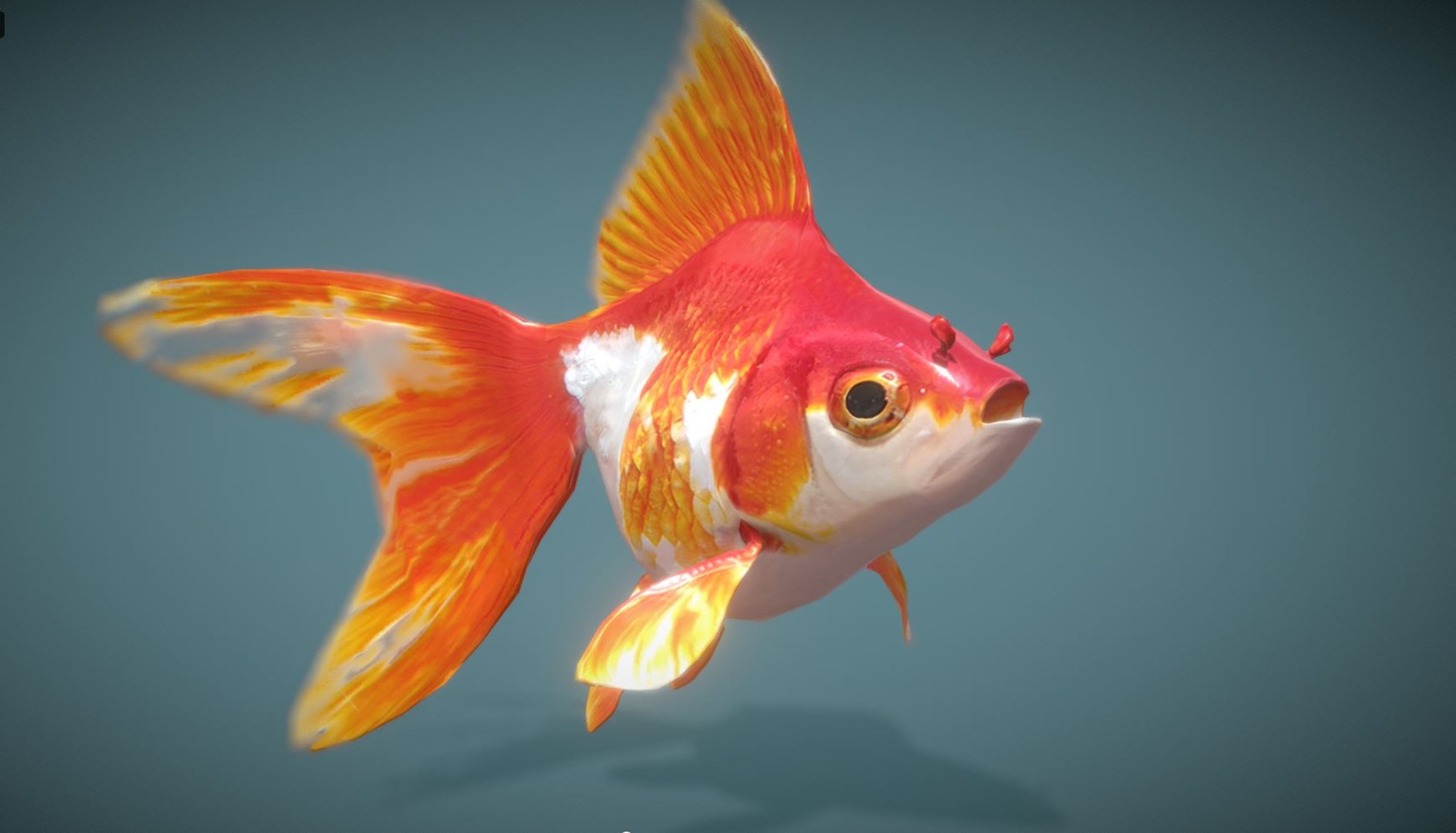 3D Goldfish Collection Animated - TurboSquid 2138387