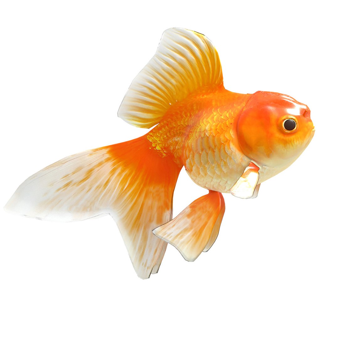 3D Goldfish Collection Animated - TurboSquid 2138387