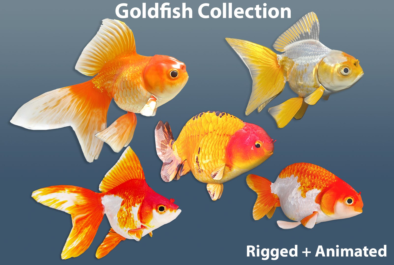 3D Goldfish Collection Animated - TurboSquid 2138387