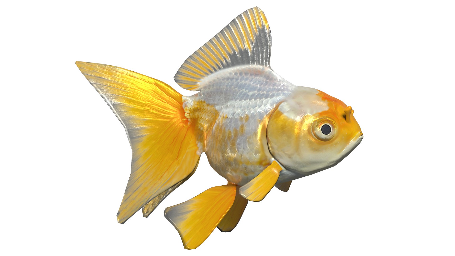 3D Goldfish Collection Animated - TurboSquid 2138387