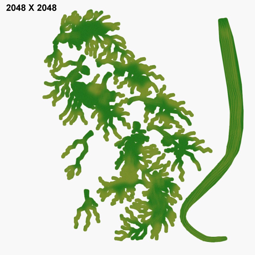 bladder wort obj