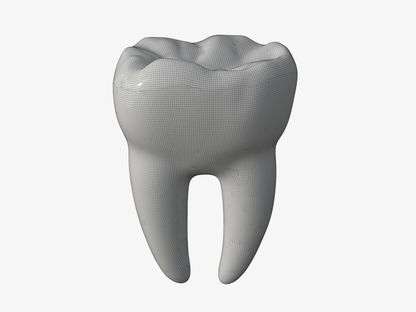 3D Tooth Molar Model - TurboSquid 1474478