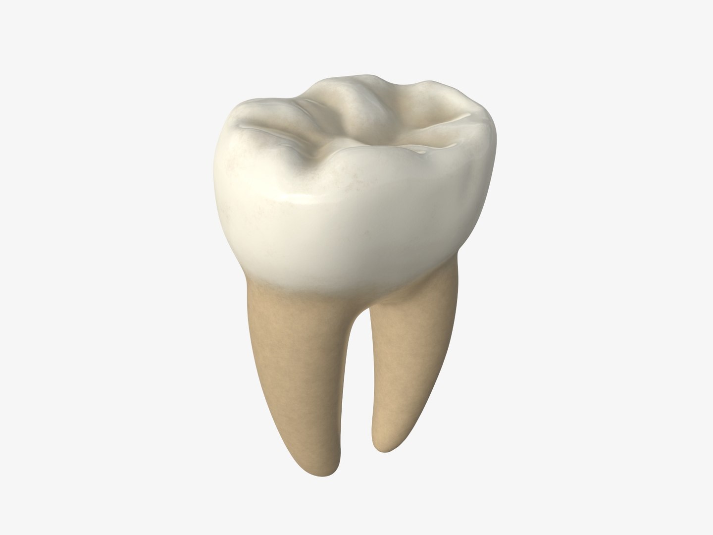 3D Tooth Molar Model - TurboSquid 1474478
