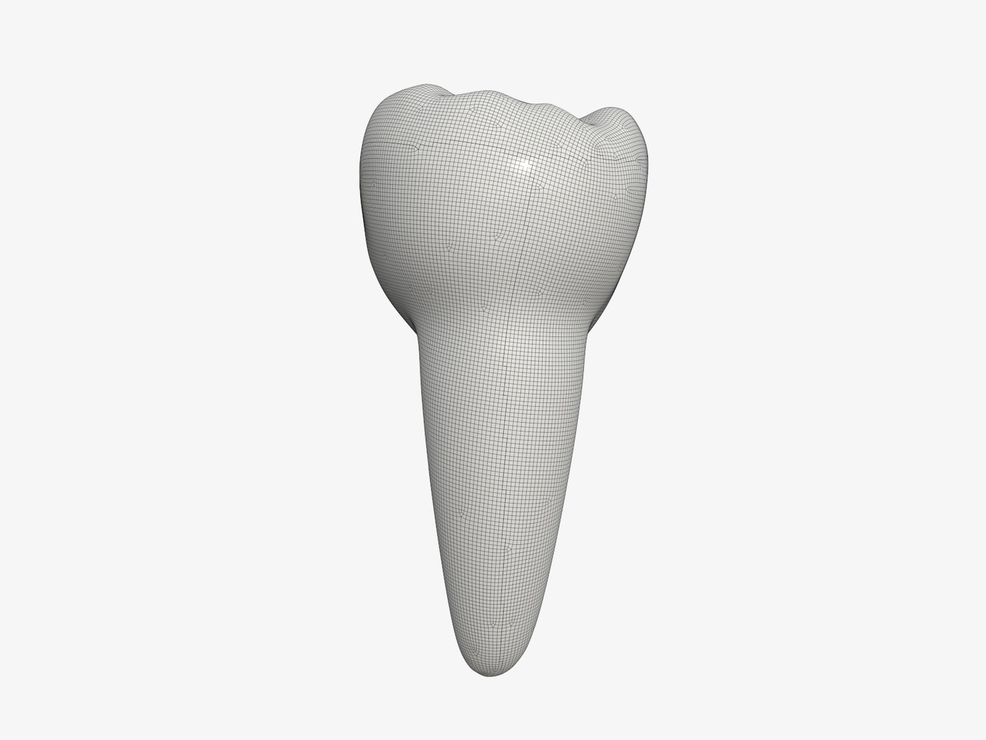3D Tooth Molar Model - TurboSquid 1474478