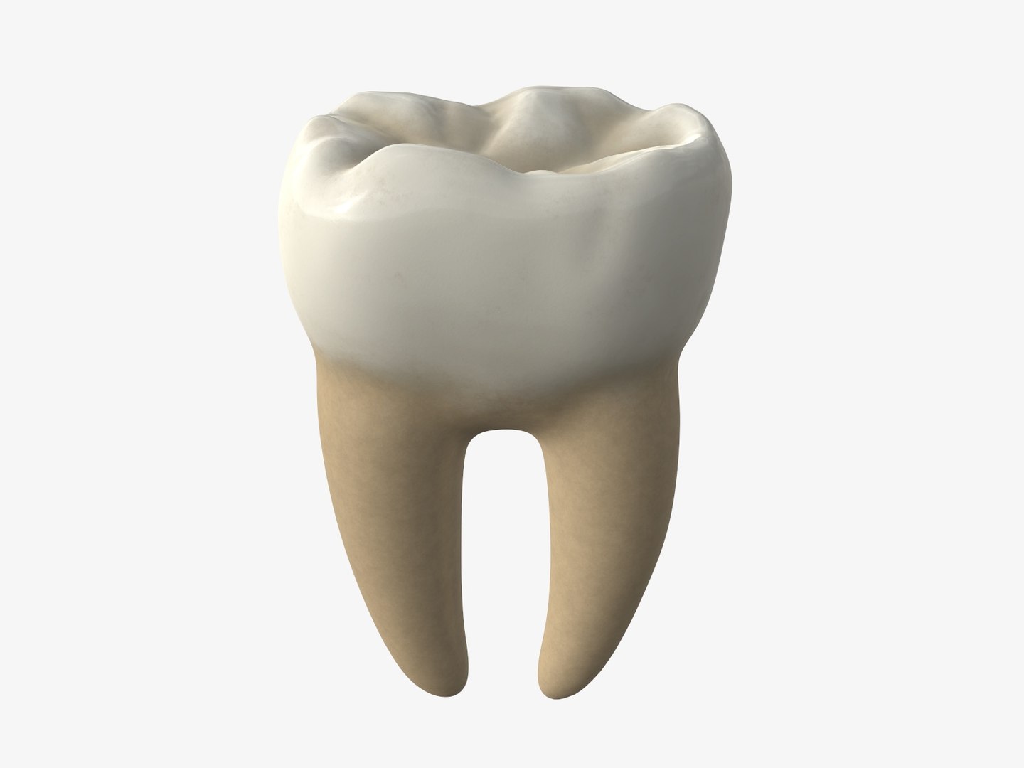 3D Tooth Molar Model - TurboSquid 1474478