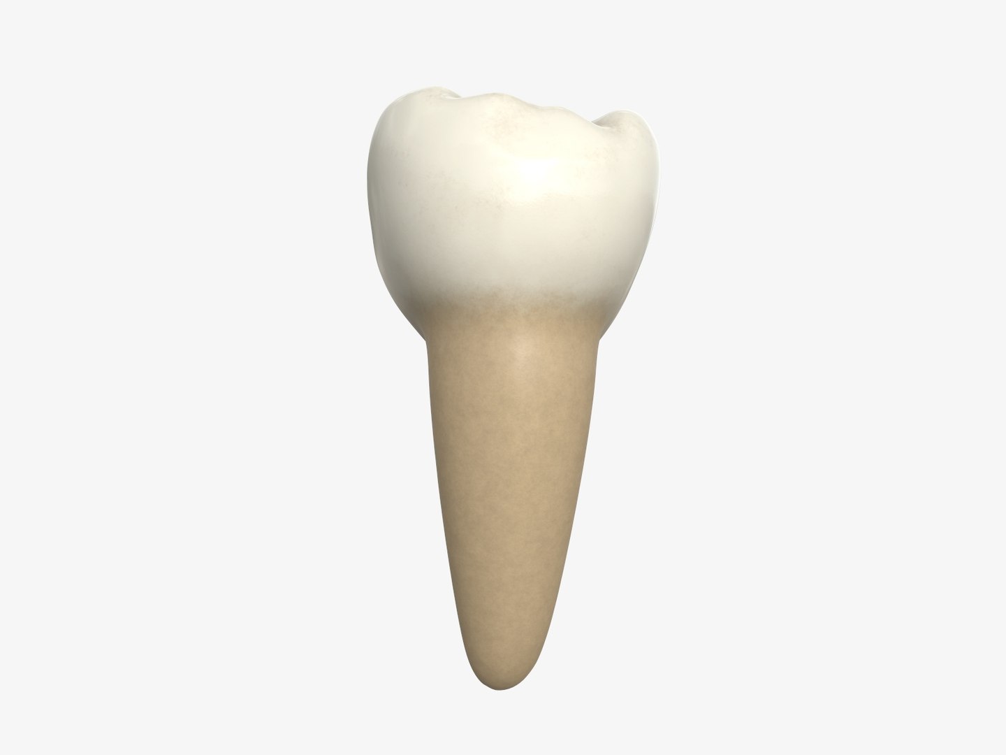 3D Tooth Molar Model - TurboSquid 1474478