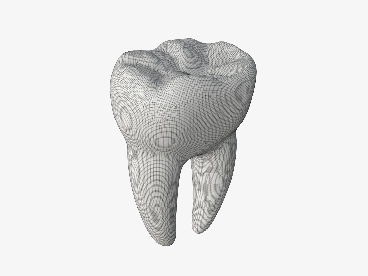 3D Tooth Molar Model - TurboSquid 1474478