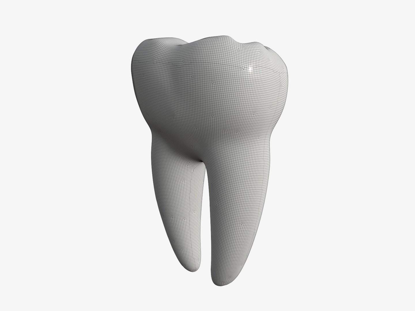 3D Tooth Molar Model - TurboSquid 1474478