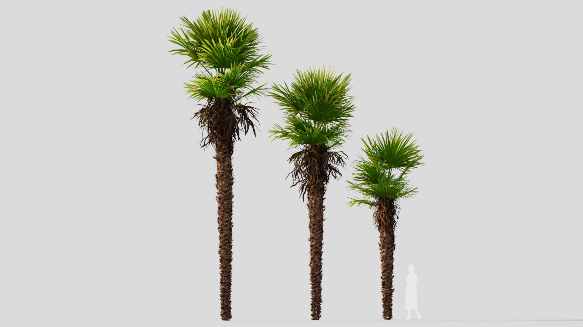Trachycarpus Fortunei A 3D Model - TurboSquid 2219907