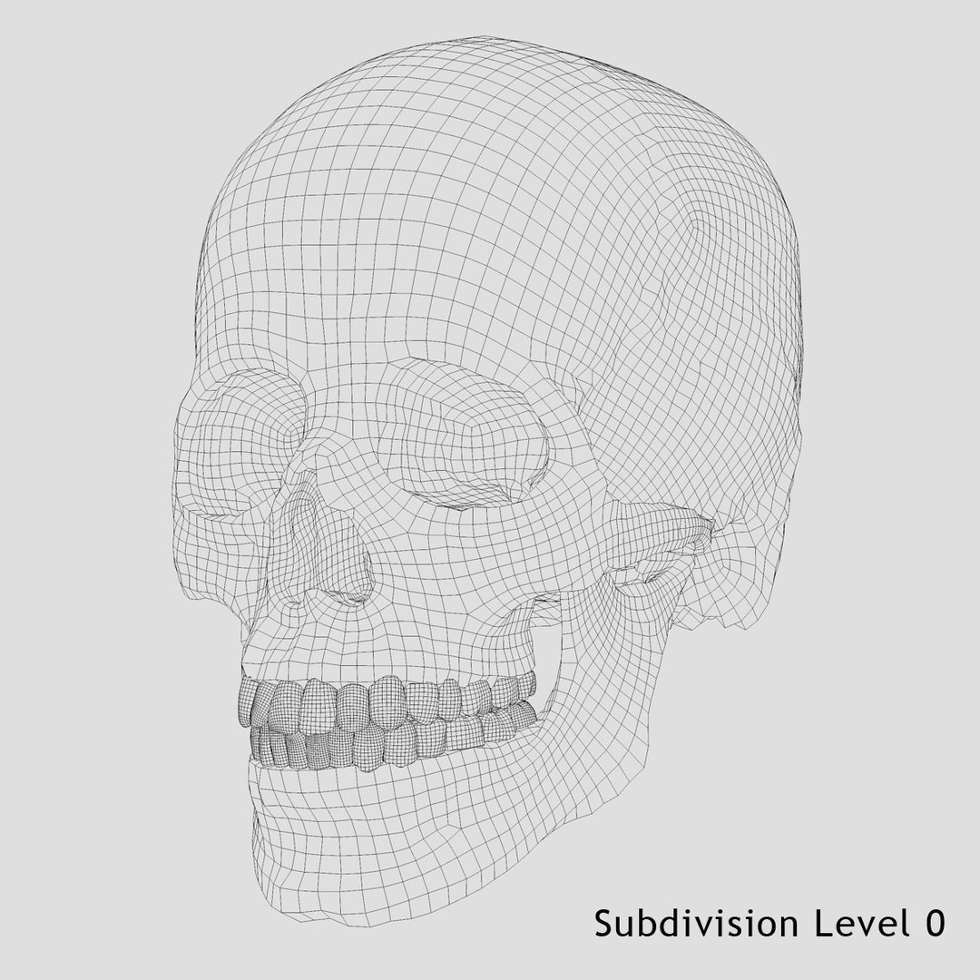 3d Human Skull