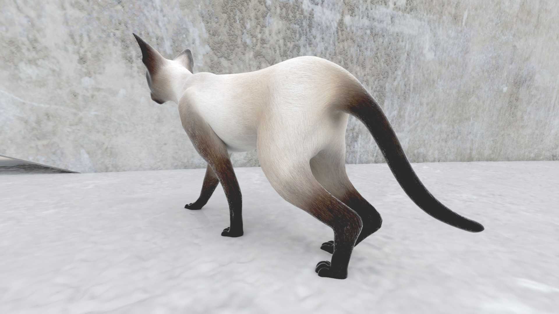 Cat Animal Model - TurboSquid 1673825