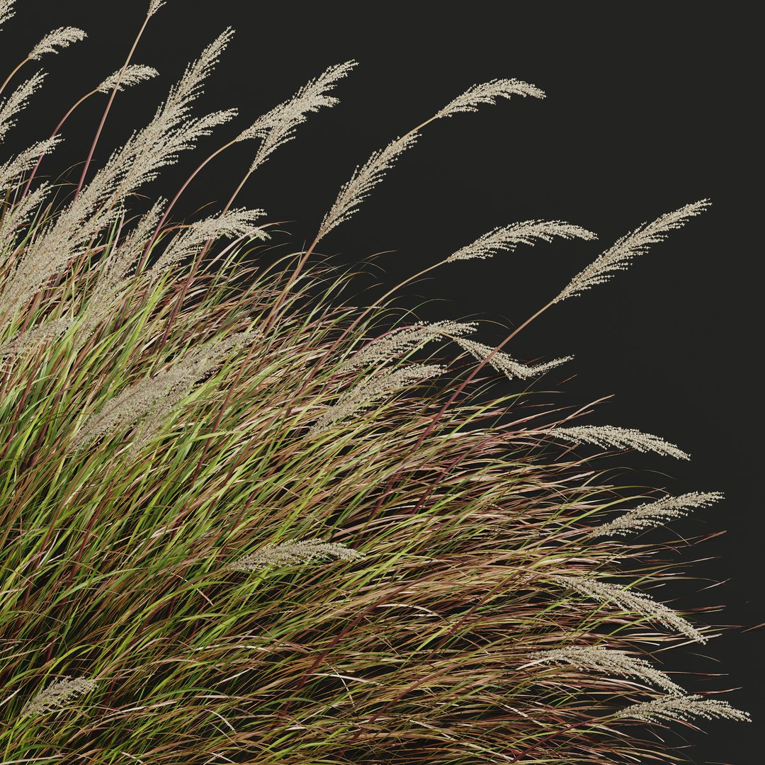 3D HQ Plants Calamagrostis Acutiflora Karl Foerster Wide - TurboSquid ...