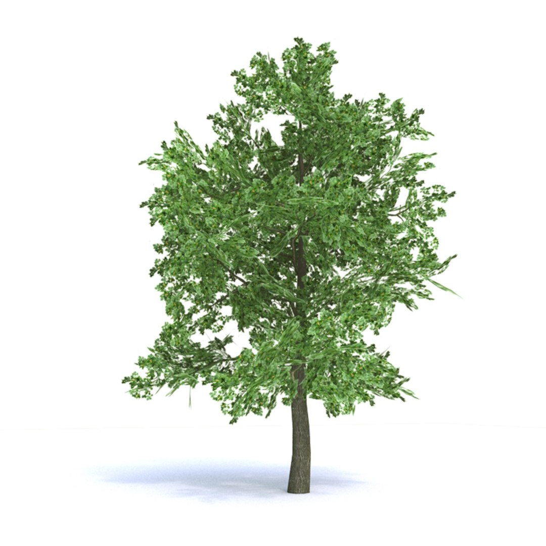 11 set oak sycamore 3d max