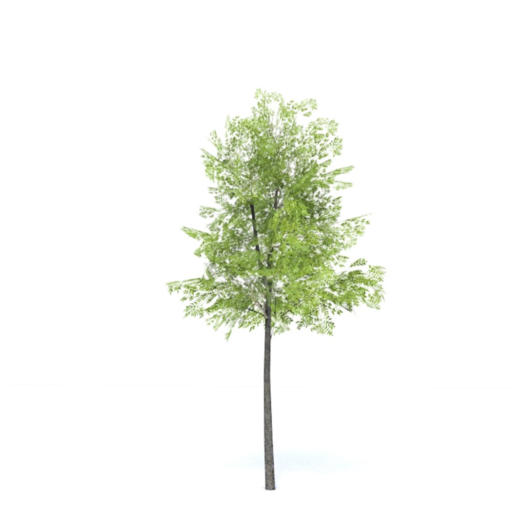 11 set oak sycamore 3d max